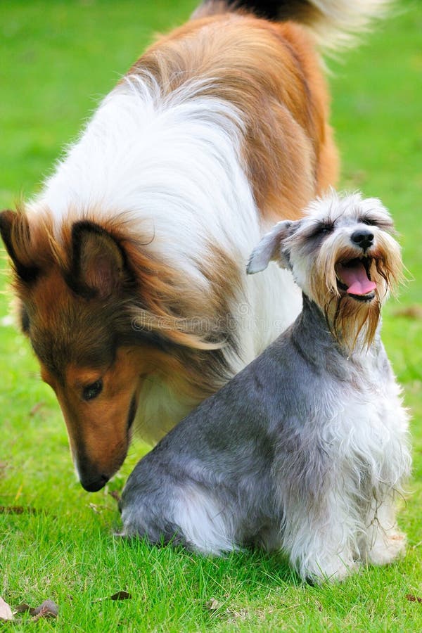 Two dogs stock photo. Image of posing, schnauzer, golden - 10484674