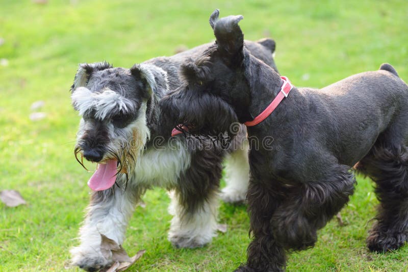 Two playful dogs outdoors stock image. Image of summer - 15410735