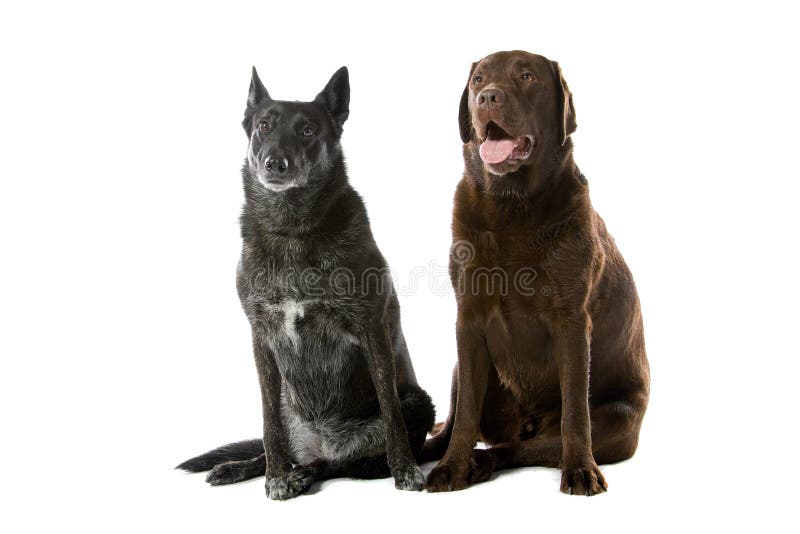 Two dogs stock photo. Image of large, friends, mammals - 11346930