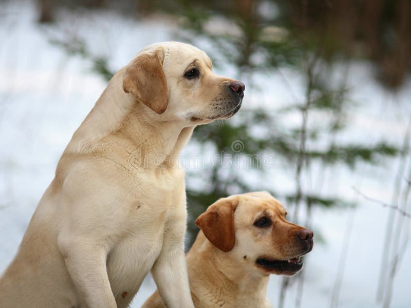 Two dogs. stock image. Image of winter, friends, gold - 11452287