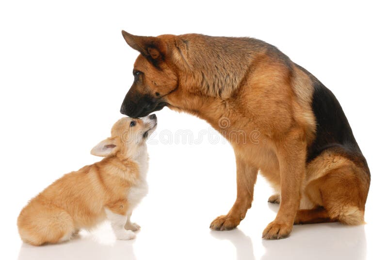 Two dogs stock image. Image of pembroke, cute, friend - 14575331