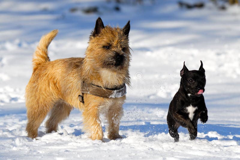 Two dogs running stock image. Image of blur, animal, funny - 14004865