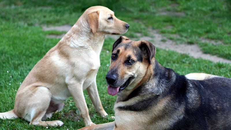 Two dogs stock image. Image of bred, breed, nature, mammals - 15629595