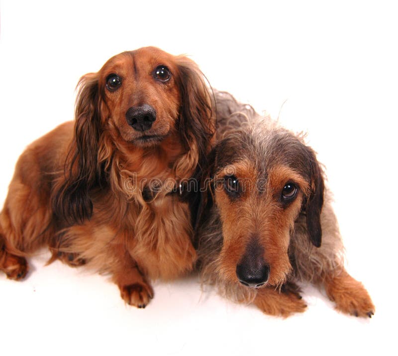 Two dachshunds stock photo. Image of portrayed, dachshund - 24159260