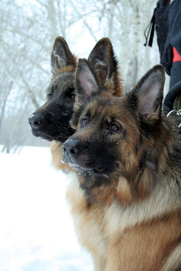 Two dogs stock image. Image of canine, snowy, outdoors - 1692269