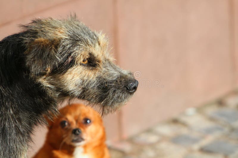 Two dogs stock image. Image of animal, flirtation, background - 21583039