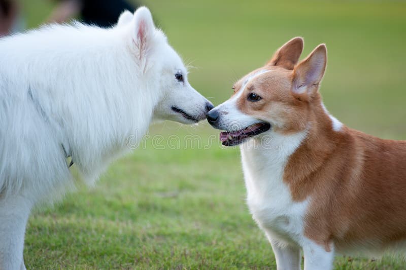 The love story of two dogs stock photo. Image of kissing - 77776614
