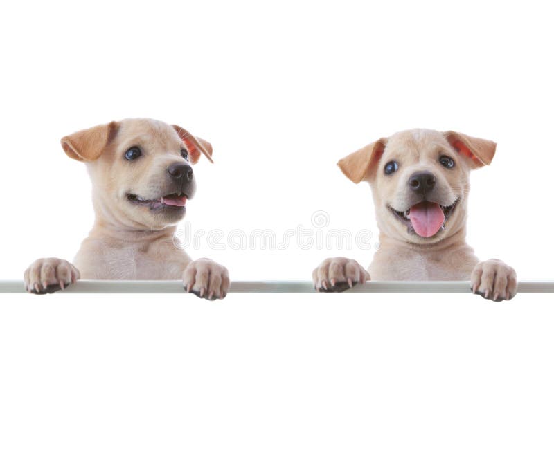 Puppies Hanging Over Banner Stock Photo - Image of multiple, adorable ...
