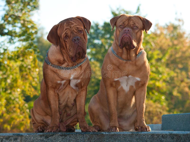 Male and Female Boerboel Bogs on Banks of Orange River Stock Image ...