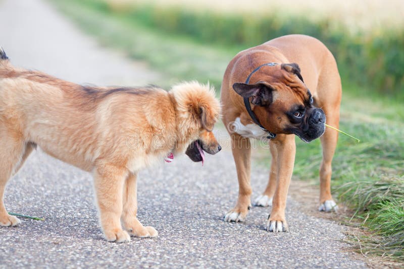 Two Dogs Picture. Image: 25756323