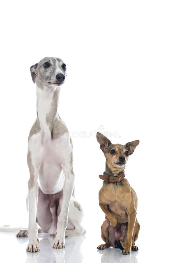 Two funny dogs portrait stock photo. Image of female - 50219414
