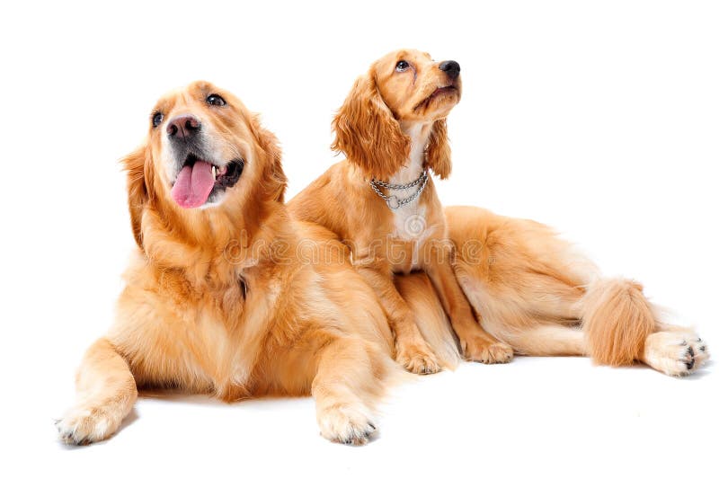 Two Mix Dogs and a Nova Scotia Stock Image - Image of mammals, looking ...