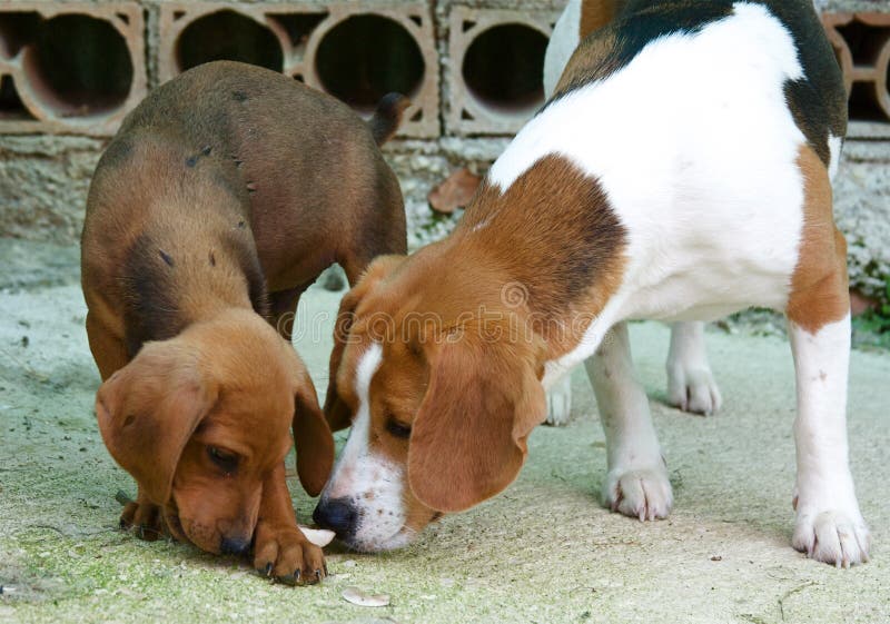 Two dogs stock image. Image of beautiful, adorable, companion - 5228933