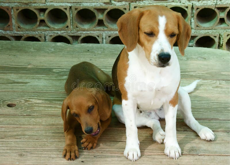 Two Cute Dogs stock image. Image of sweet, buddies, mouth - 1264405