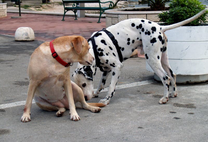 Two Dogs stock photo. Image of graphics, labrador, curious - 537402