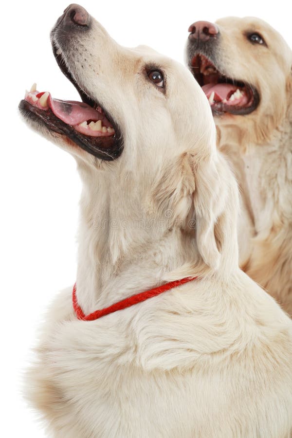 Two dogs stock photo. Image of haired, cute, mammal, breed - 5684712