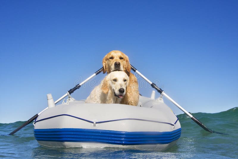 Two dogs stock photo. Image of long, beautiful, canine - 5920538