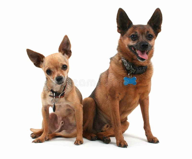 Two Cute Dogs stock image. Image of sweet, buddies, mouth - 1264405