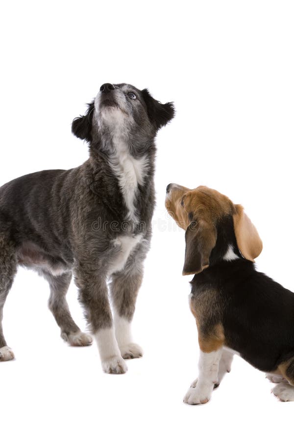 Two dogs stock photo. Image of purebred, beagle, puppy - 7315778