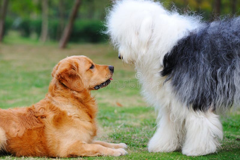 Two dogs stock image. Image of dogs, attentive, mates - 9691961