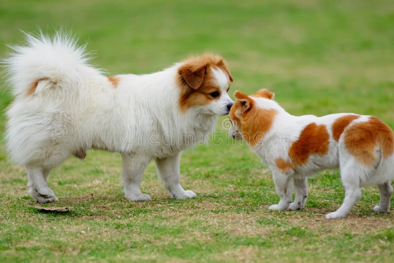 Two dogs stock image. Image of pure, mates, group, typical - 8932845