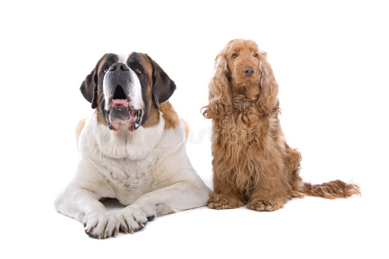 Two Golden Retriever Dogs stock image. Image of golden - 8484367