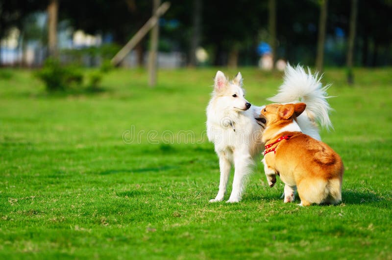 Two dogs stock image. Image of dogs, attentive, mates - 9691961