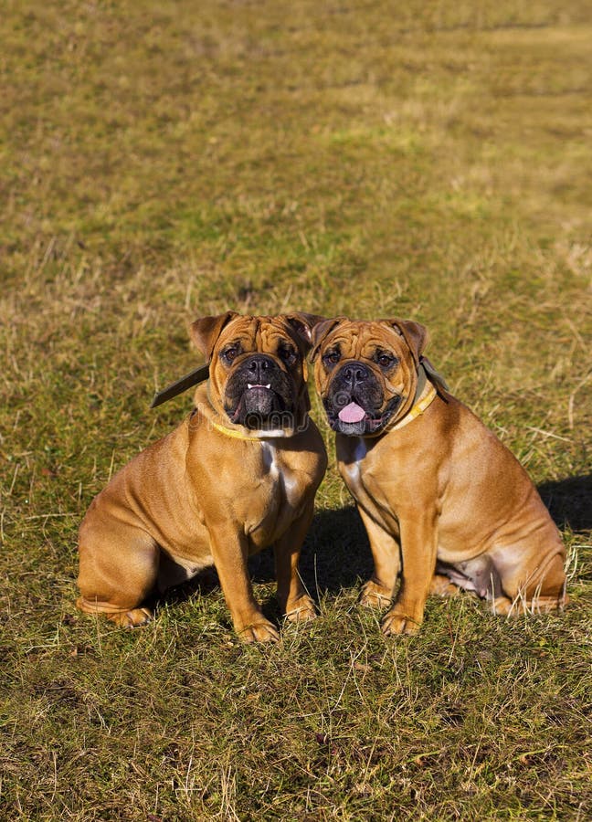 Two dogs stock photo. Image of animals, large, grass - 47436996