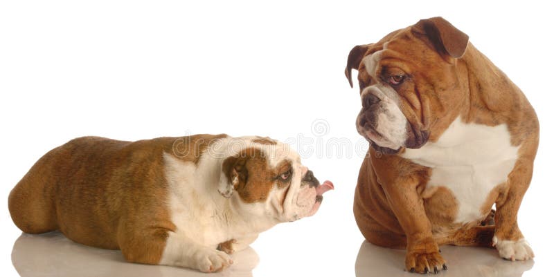 Two dogs arguing stock photo. Image of relationship, expression - 7070478