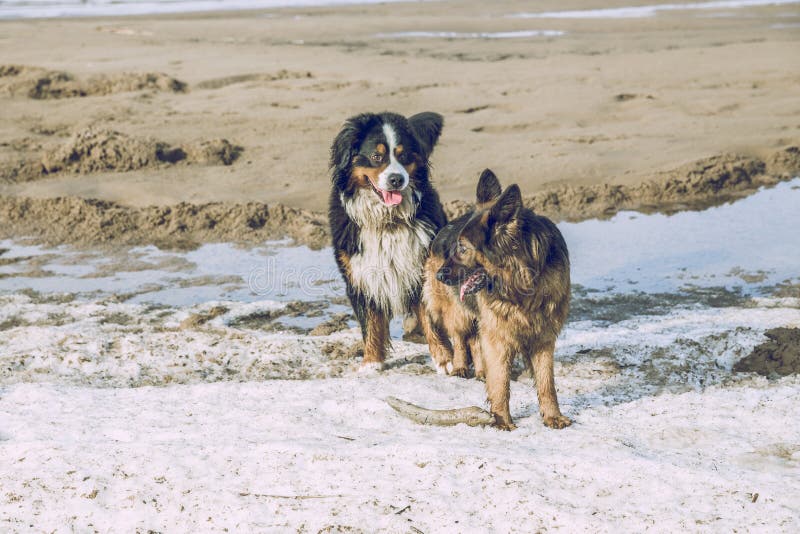 Two Dogs Sit at Baltic Sea. White Mops and Brovn Toy Terrier Stock ...