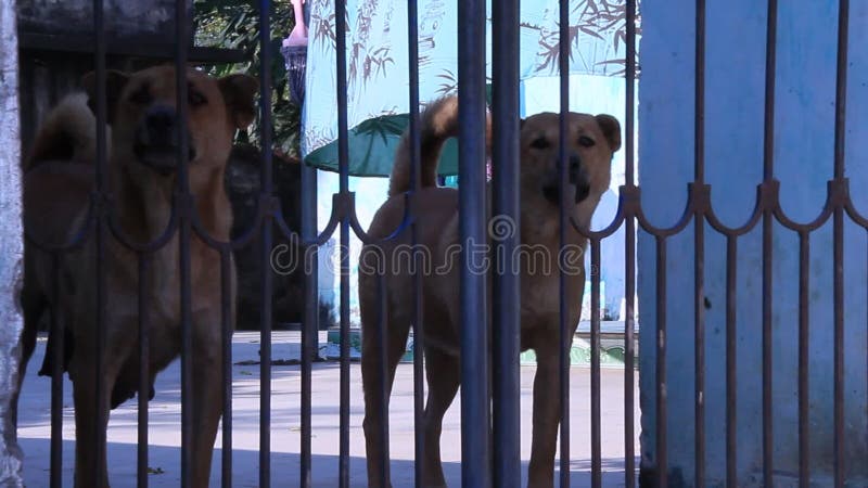 Two dogs barking stock video. Video of young, isolated - 108997611