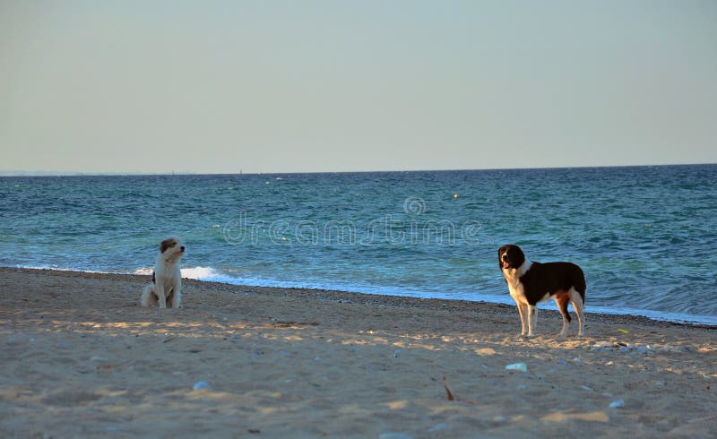 Two dogs at the beach stock photo. Image of ears, cute - 57031196