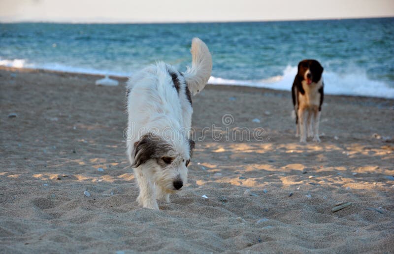 15,738 Dogs Beach Stock Photos - Free & Royalty-Free Stock Photos from ...