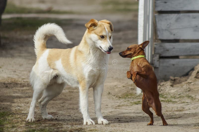 Two dogs stock photo. Image of horse, brown, fresh, beaut - 65839766