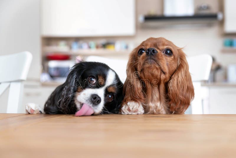 Two dogs behind the table stock photo. Image of animal - 136583480