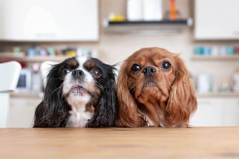 Two dogs behind the table stock photo. Image of animal - 136583480