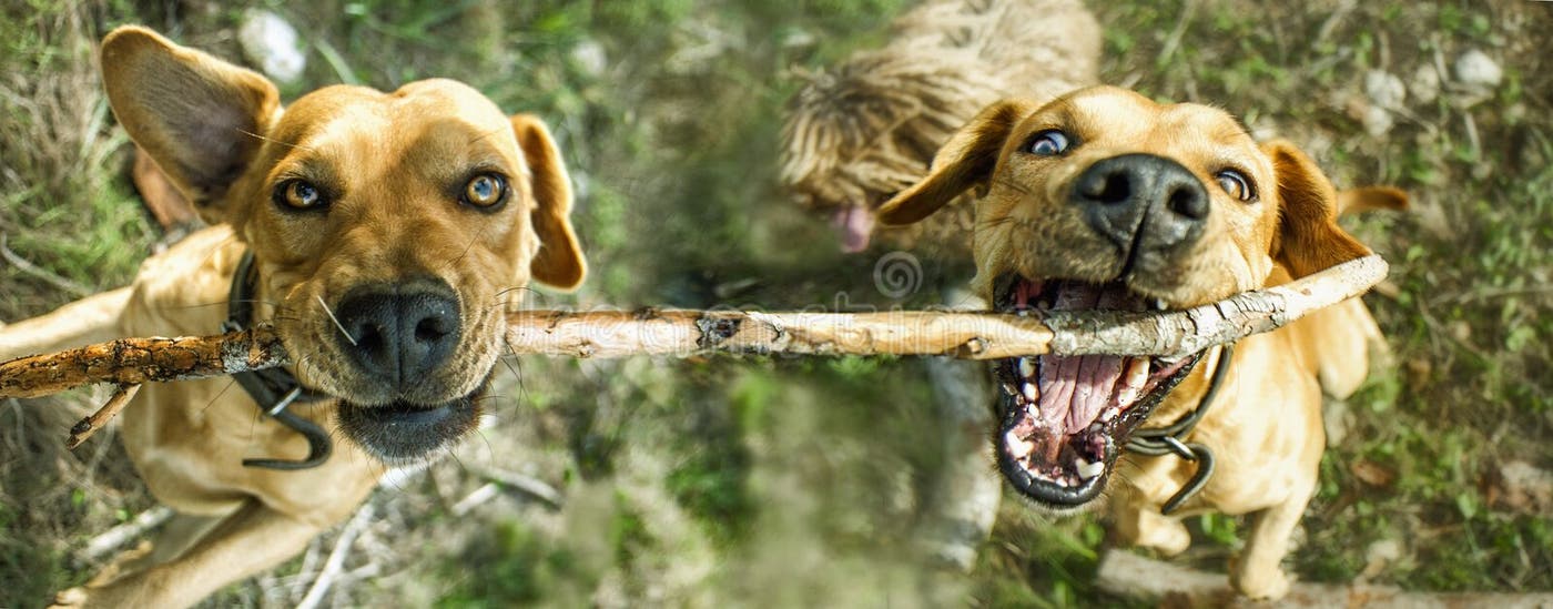1,491 Biting Dogs Stock Photos - Free & Royalty-Free Stock Photos from ...