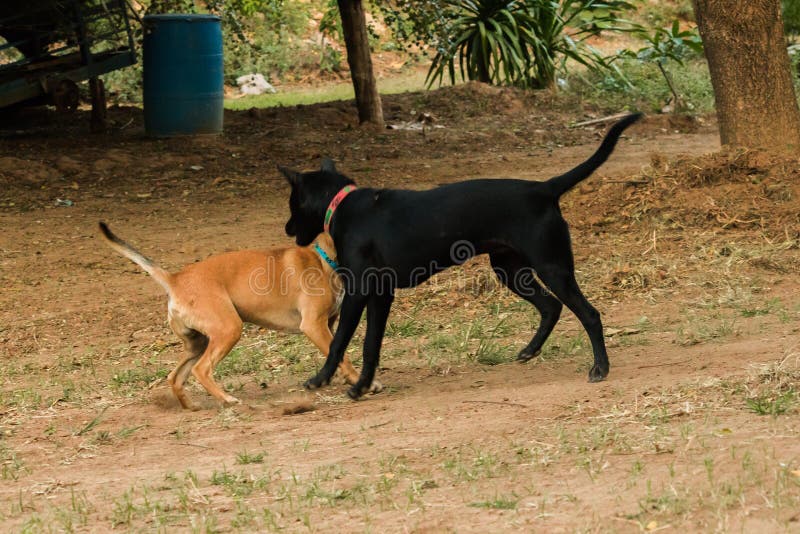Two Dogs Biting Each Other until the Dust Clouded Stock Photo - Image ...