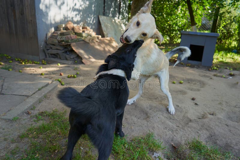 Two Dogs Biting, Two Dogs Playing in the Yard, Friendship of Two Dogs ...