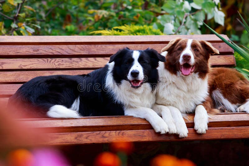 Two dogs Border Collie stock photo. Image of border - 135039760
