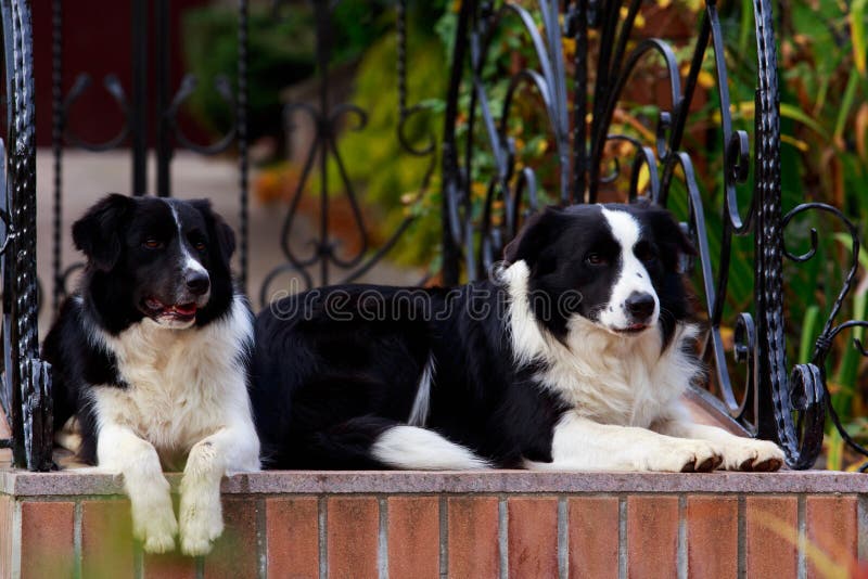 Two dogs Border Collie stock photo. Image of collie - 132398766