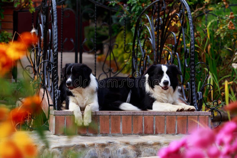 Two dogs Border Collie stock photo. Image of pedigree - 133790808