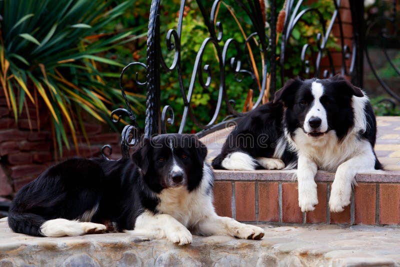 Two dogs Border Collie stock photo. Image of longhair - 139259464