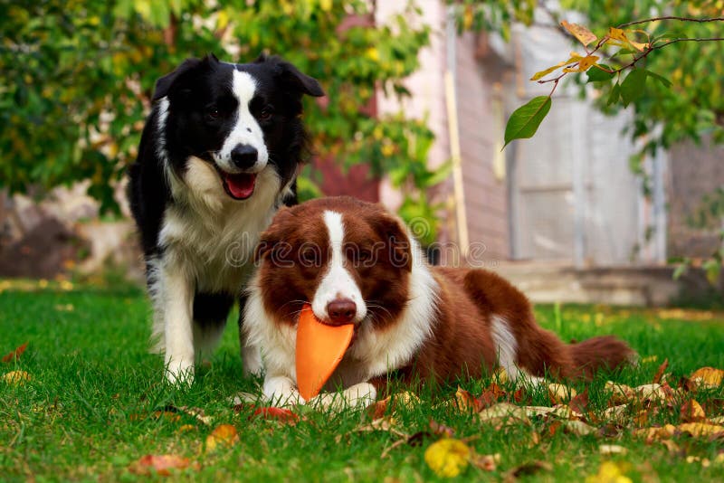 Two dogs Border Collie stock image. Image of flying - 132376017