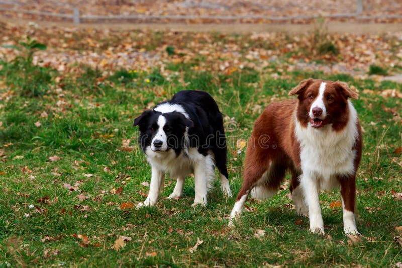 Two dogs Border Collie stock image. Image of brown, cute - 138756775