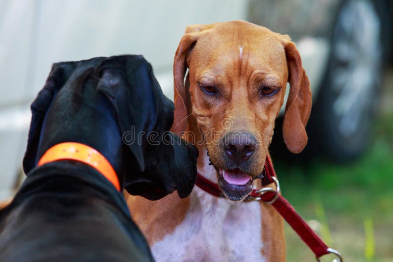 Dog Breed Rhodesian Ridgeback Stock Photo - Image of black, short ...