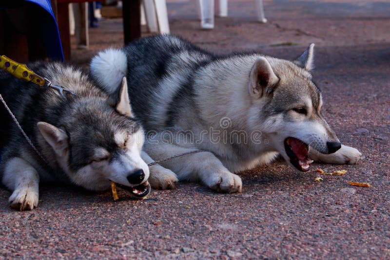 Two Dogs Breed Siberian Husky Stock Image - Image of puppy, path: 140010663