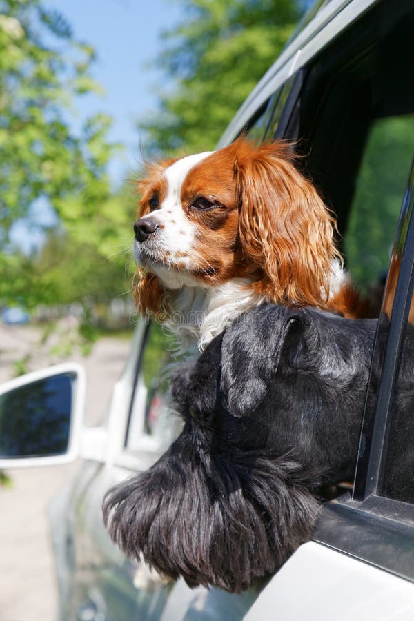 571 Dogs Car Window Stock Photos - Free & Royalty-Free Stock Photos ...