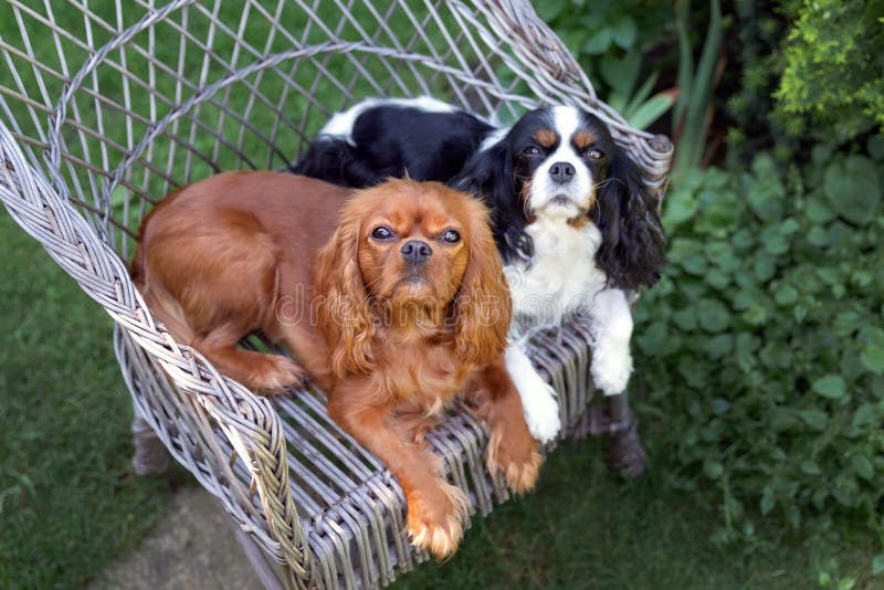 Two dogs on the chair stock image. Image of garden, green - 171763081