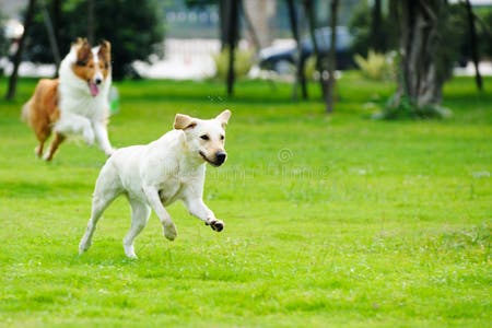 Two dogs chasing stock image. Image of rush, outdoor, puppy - 9875415